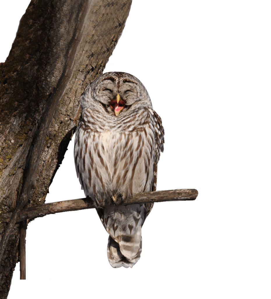 Membership | Nature NB