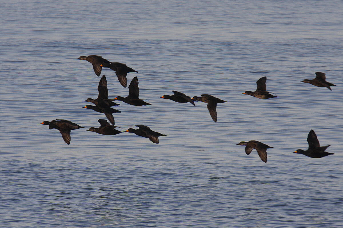 NB Naturalist Feature: Collecting Coastal and Environmental Baseline ...
