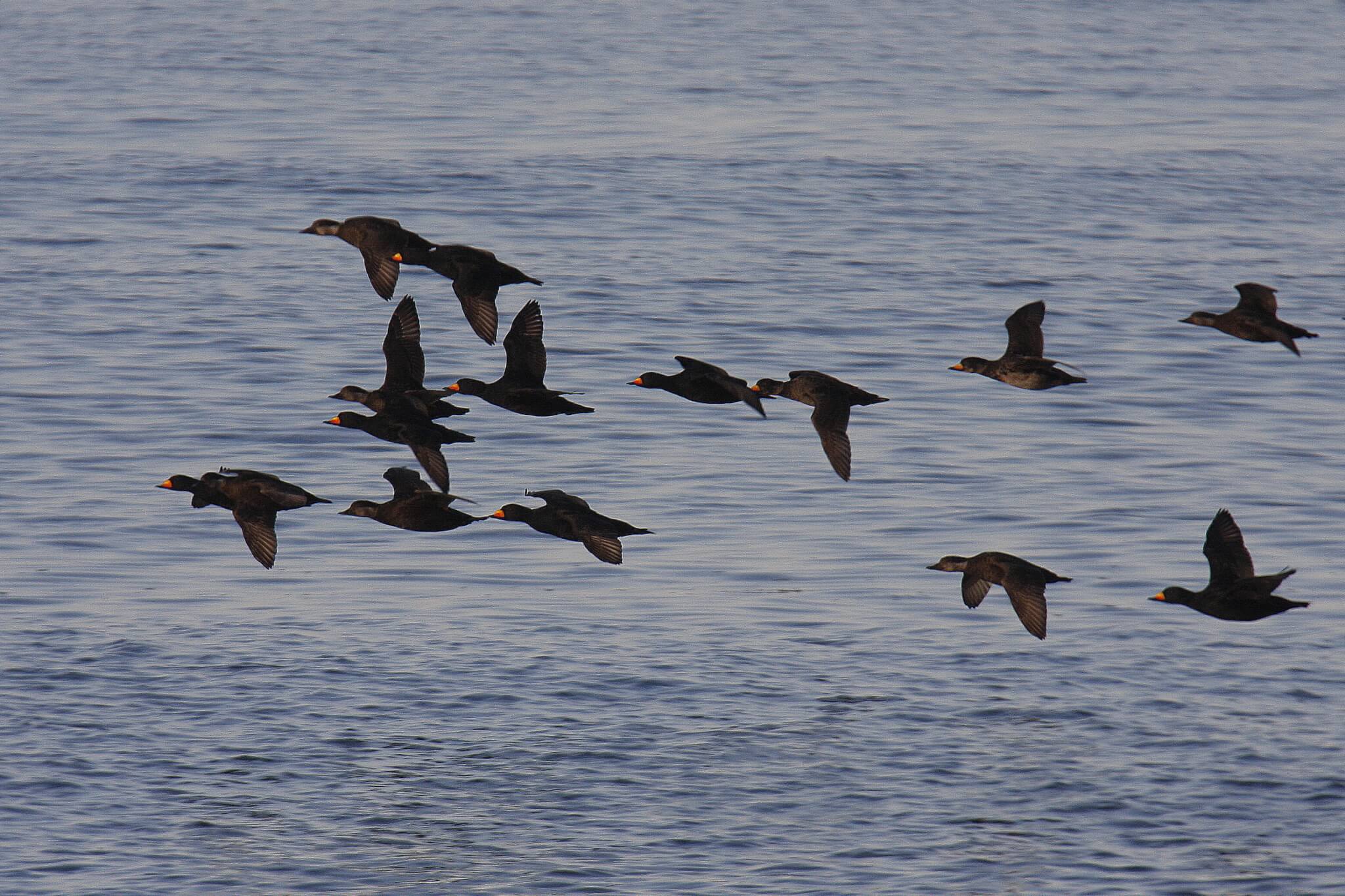 Important Bird Areas | Nature NB