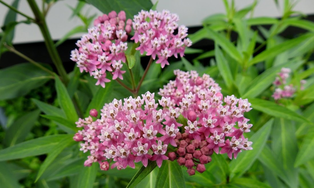 How to Grow Swamp Milkweed - Nature NB
