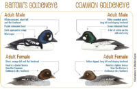 Barrow’s Goldeneye Survey 2020 - Nature NB