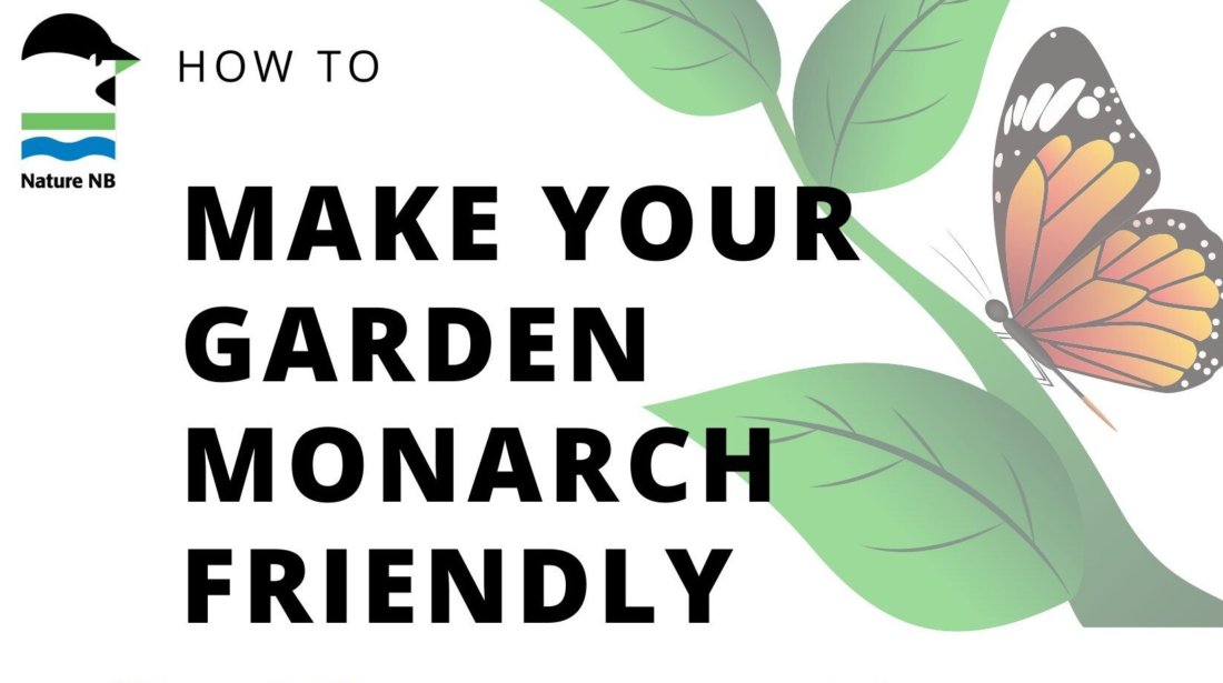 Help Monarch Butterflies in your community | Nature NB