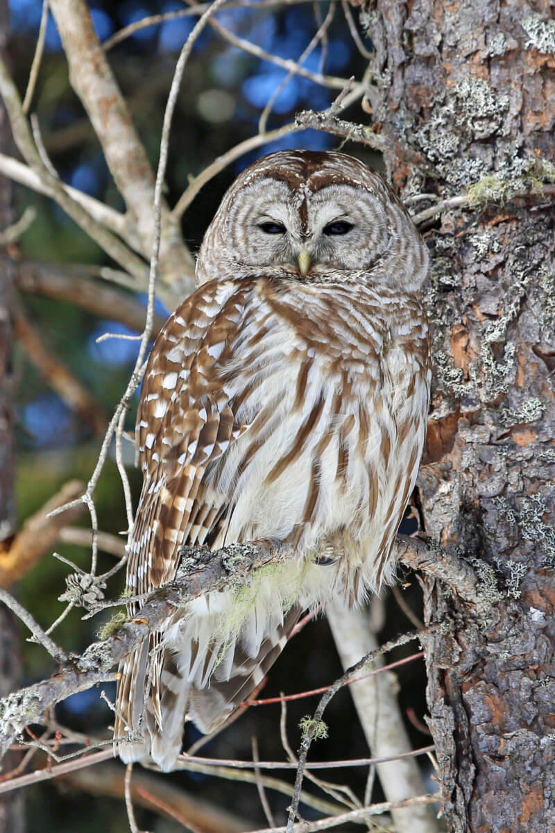 A Timeline of the CBC in New Brunswick and Canada - Nature NB