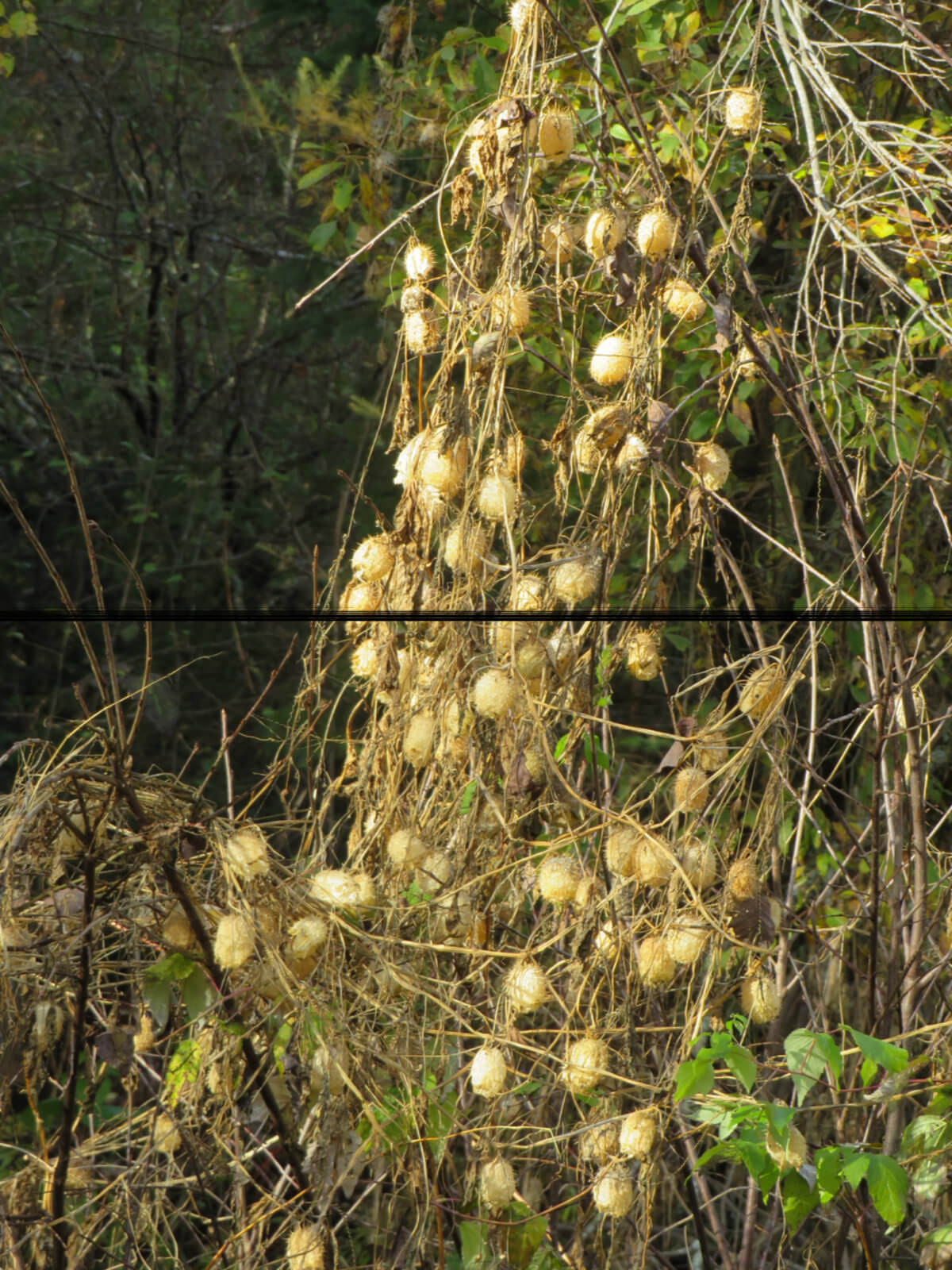 NB Naturalist Feature: Black-capped Chickadees Foraging for Wild ...