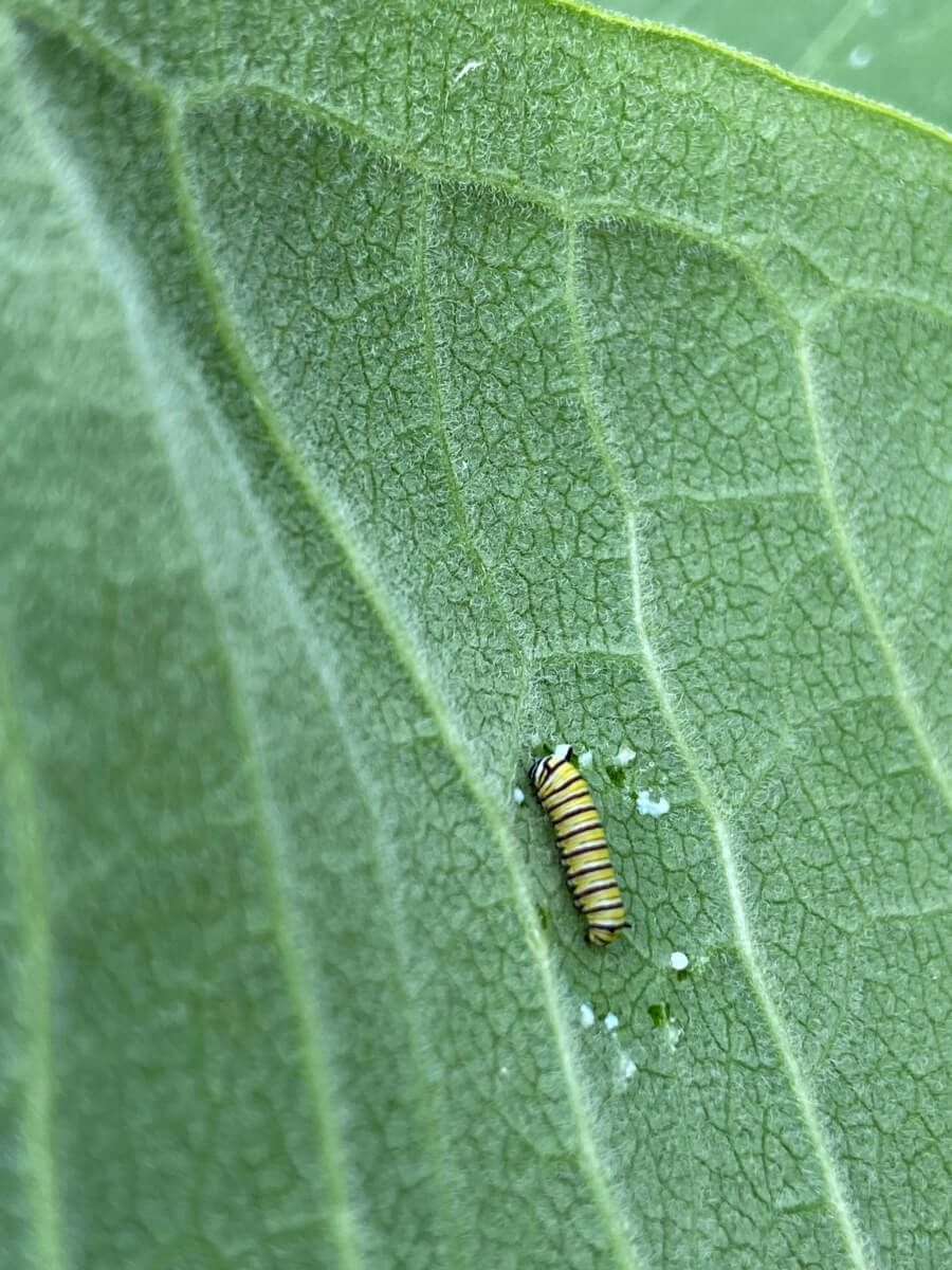 NB Naturalist Feature: Journey to the Milkweed Patch - Nature NB