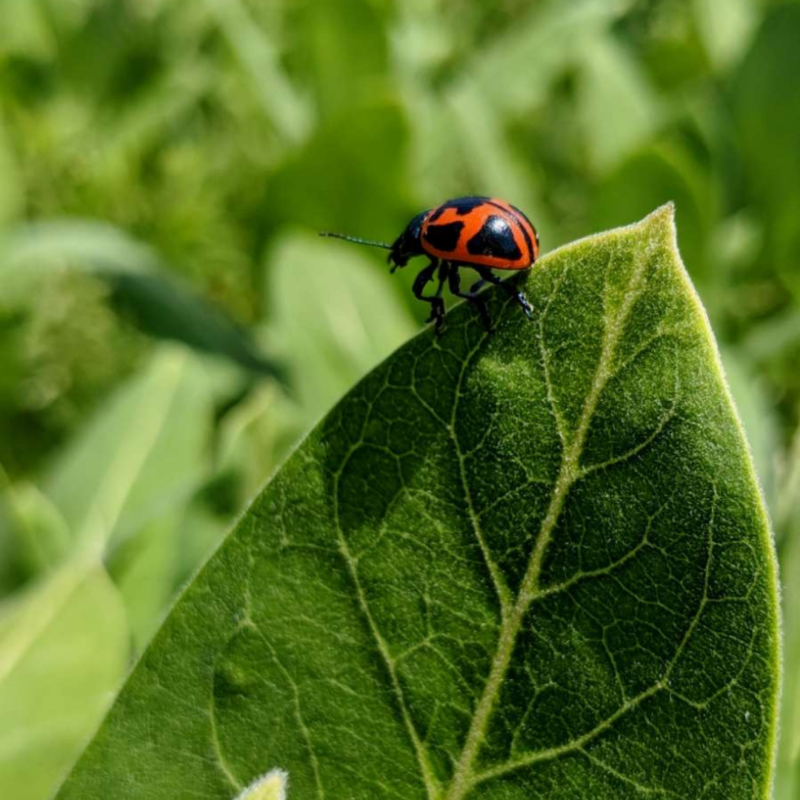 NB Naturalist Feature: Journey to the Milkweed Patch - Nature NB