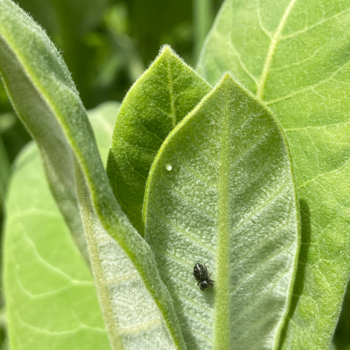 NB Naturalist Feature: Journey to the Milkweed Patch - Nature NB
