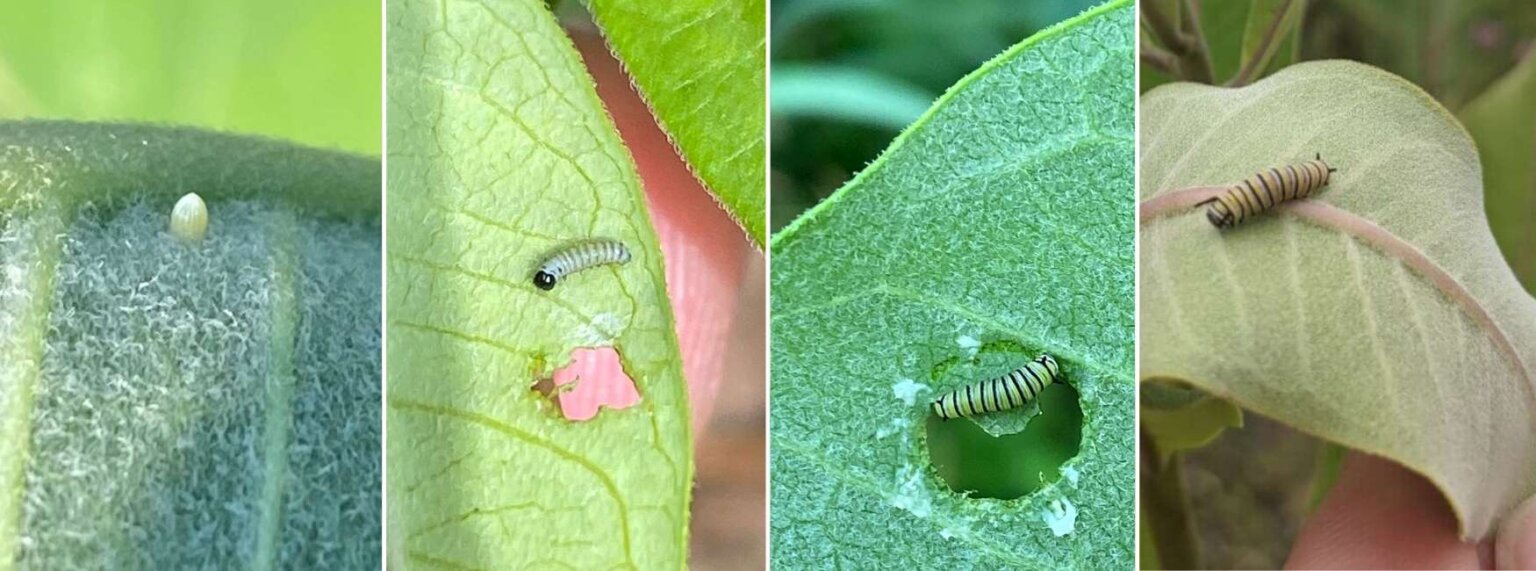 Monitoring Monarchs & Milkweed - Nature NB
