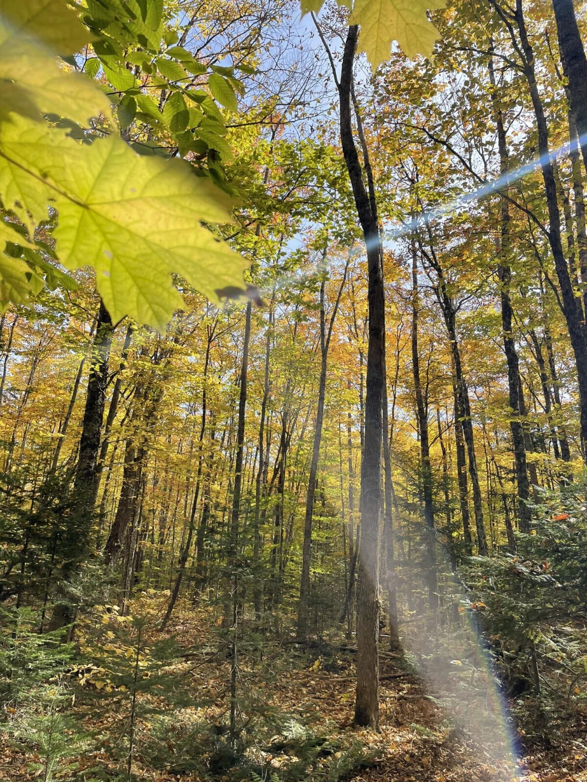 Ayers Lake Hike with Nature NB - Nature NB