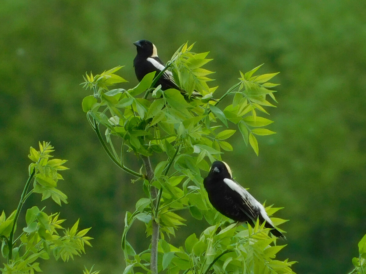 6 Questions with Meghan Oliver - Nature NB