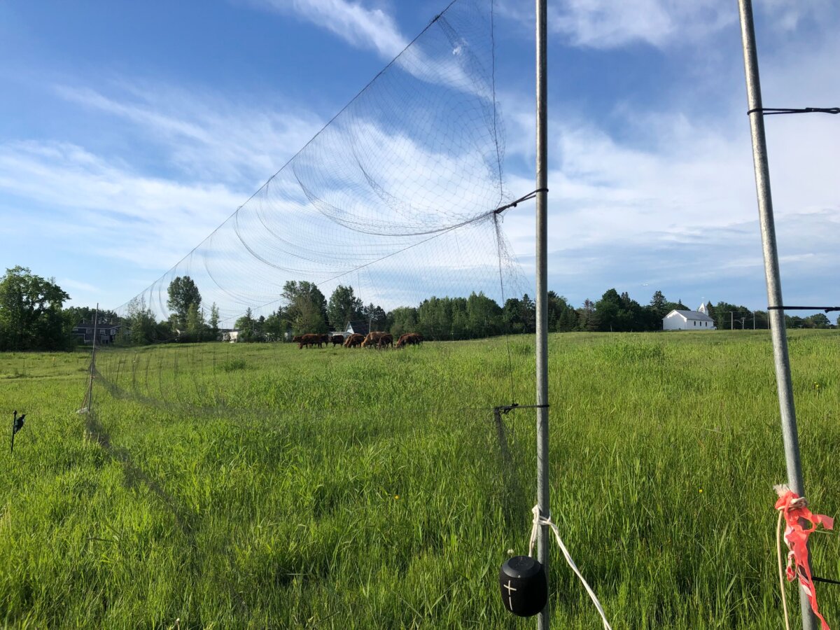 6 Questions with Meghan Oliver - Nature NB