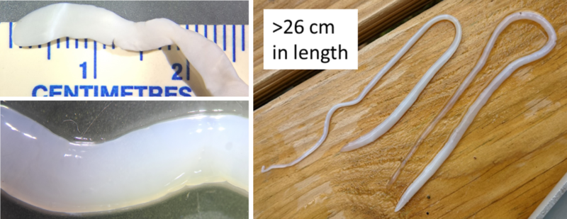 NB Naturalist Feature: Newly Recorded Tapeworms Infecting Fishes of New ...