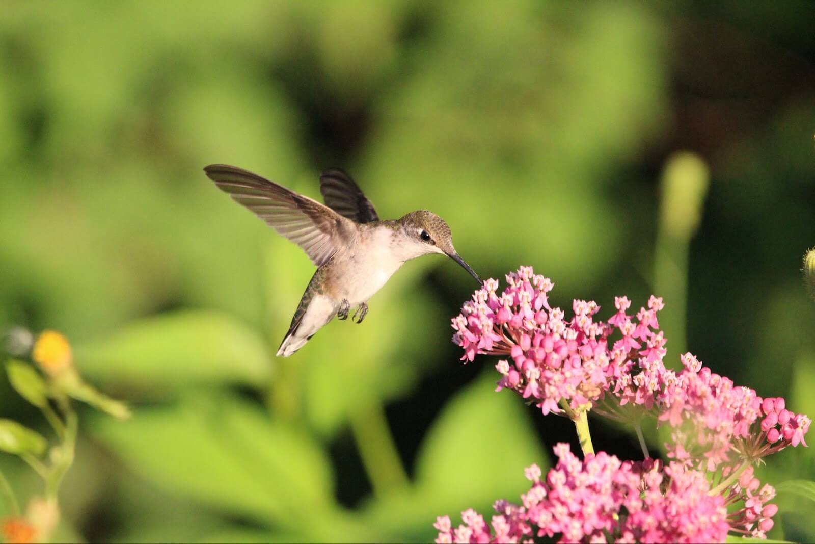 Swamp Milkweed Grow-Along, Chapter 1: An intro to winter sowing for ...