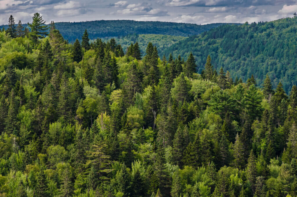 Act Now to Halt and Reverse Nature Loss - Nature NB