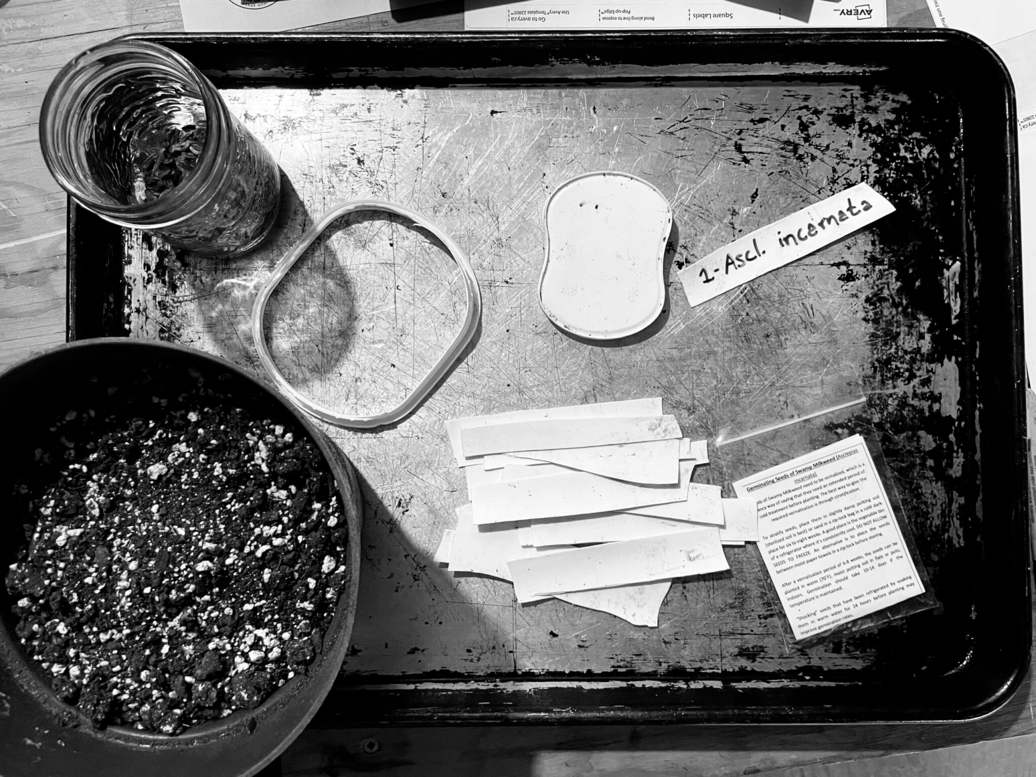 Acting to Help Pollinators : Swamp Milkweed Grow-Along, Chapter 2 ...