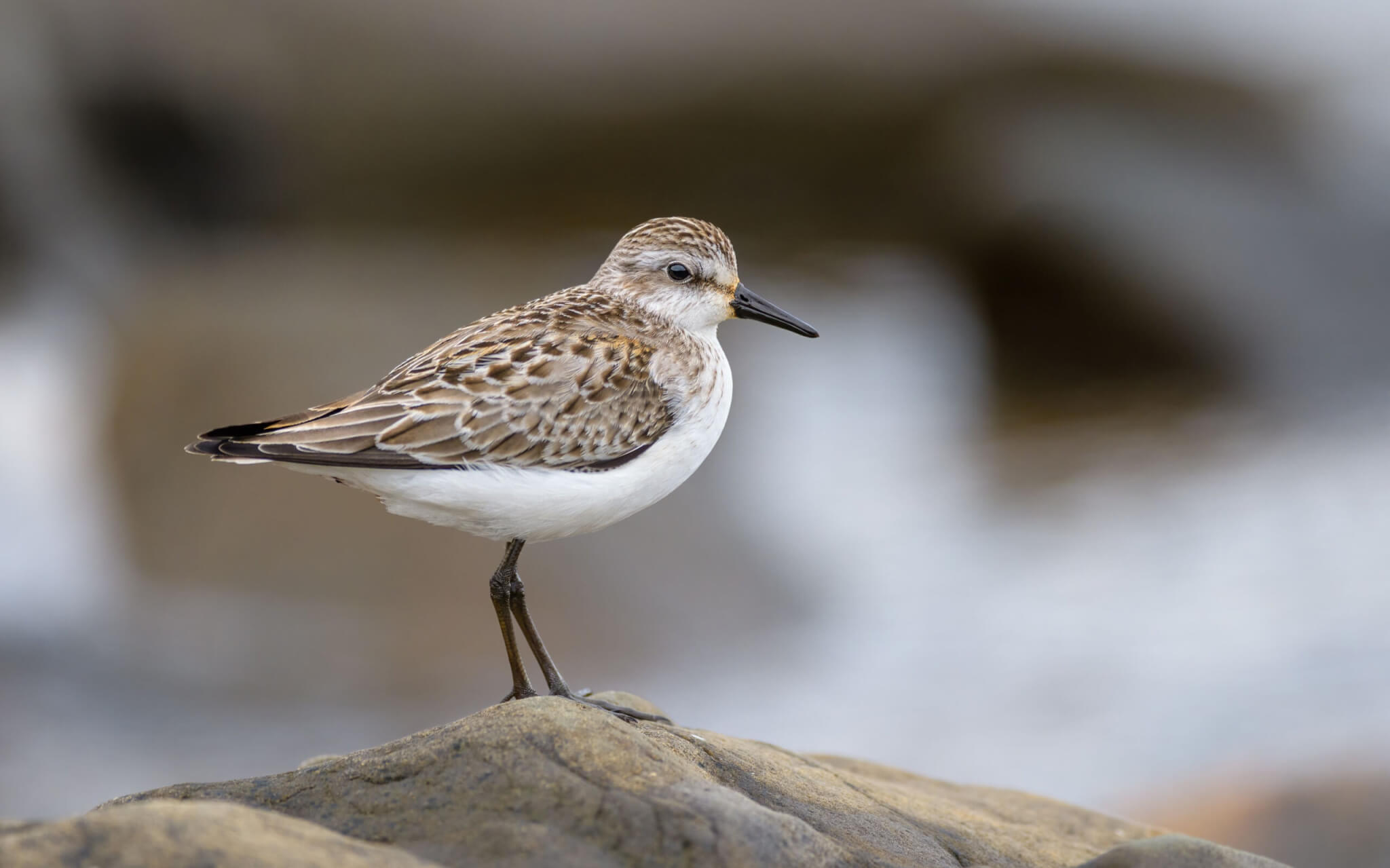 Act Now to Halt and Reverse Nature Loss - Nature NB