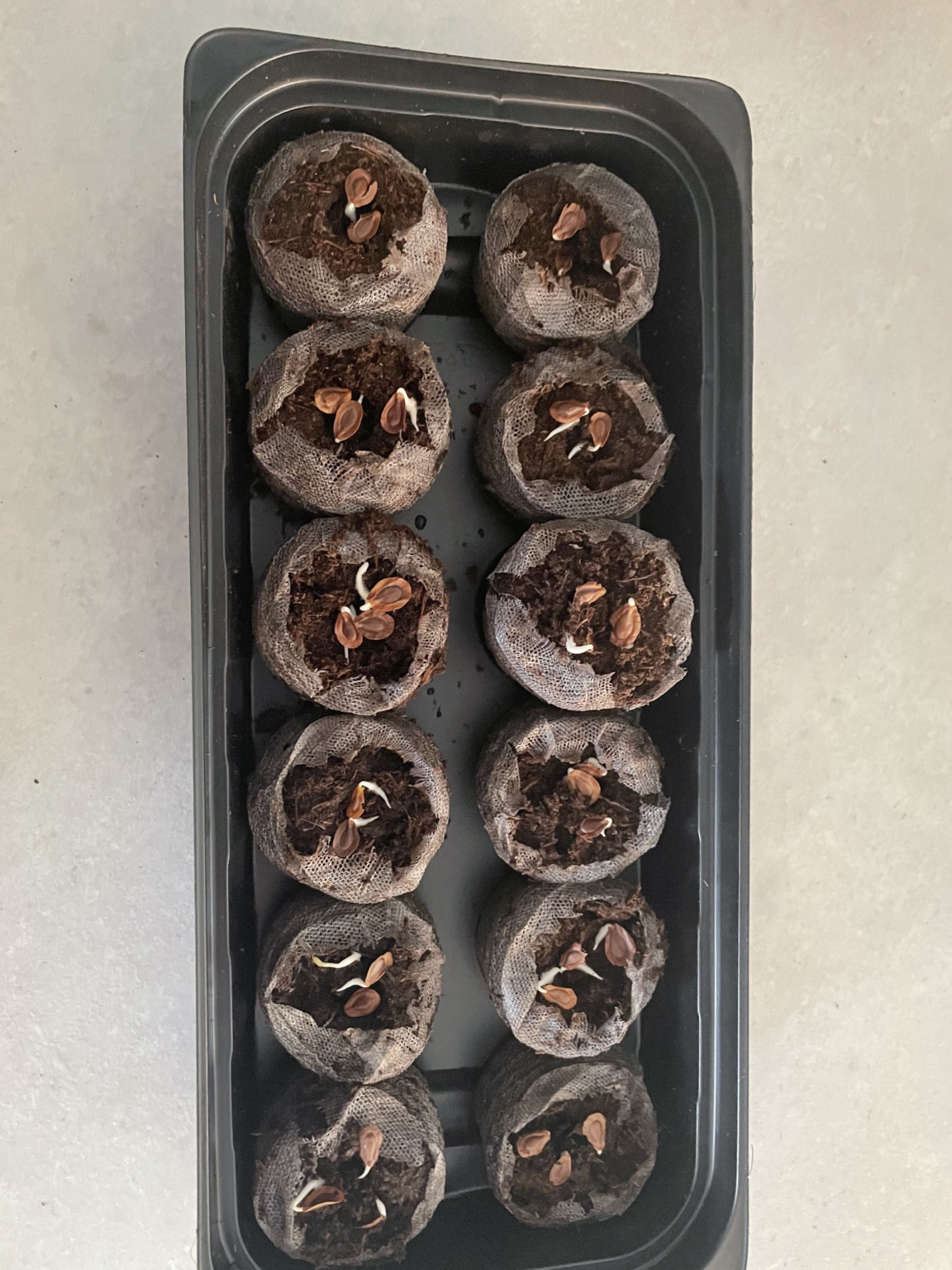 A method to “skip” winter-sowing? : Swamp Milkweed Grow-Along, Chapter ...