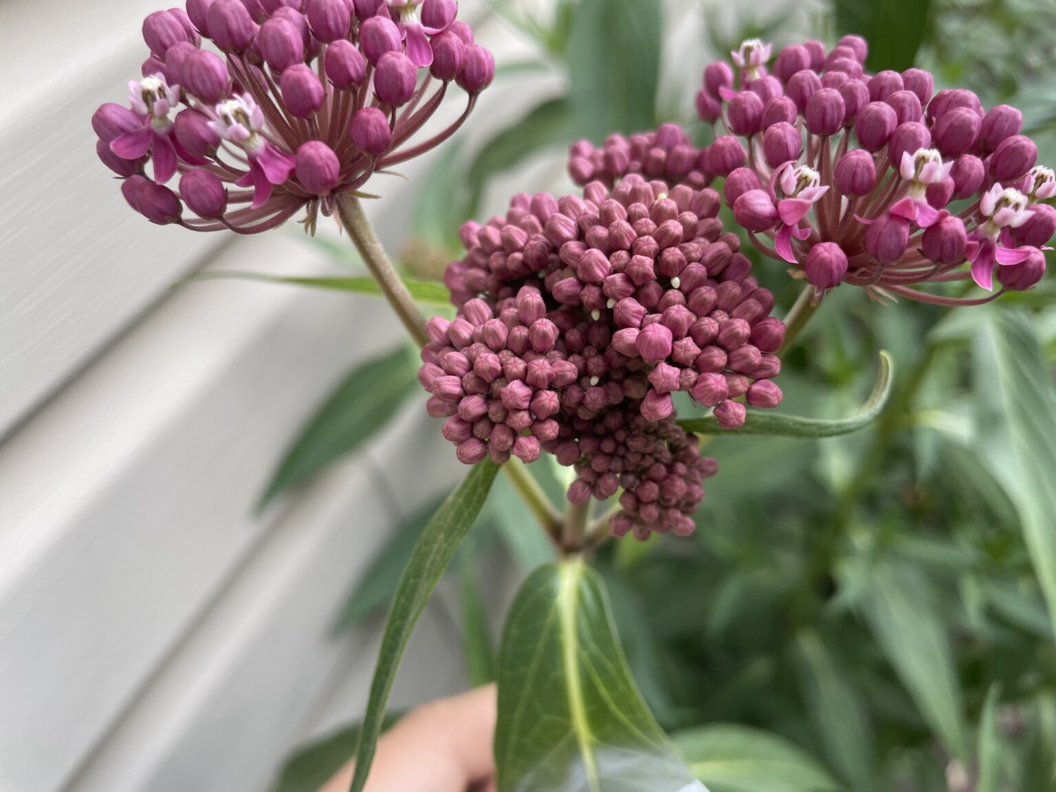 A method to “skip” winter-sowing? : Swamp Milkweed Grow-Along, Chapter ...