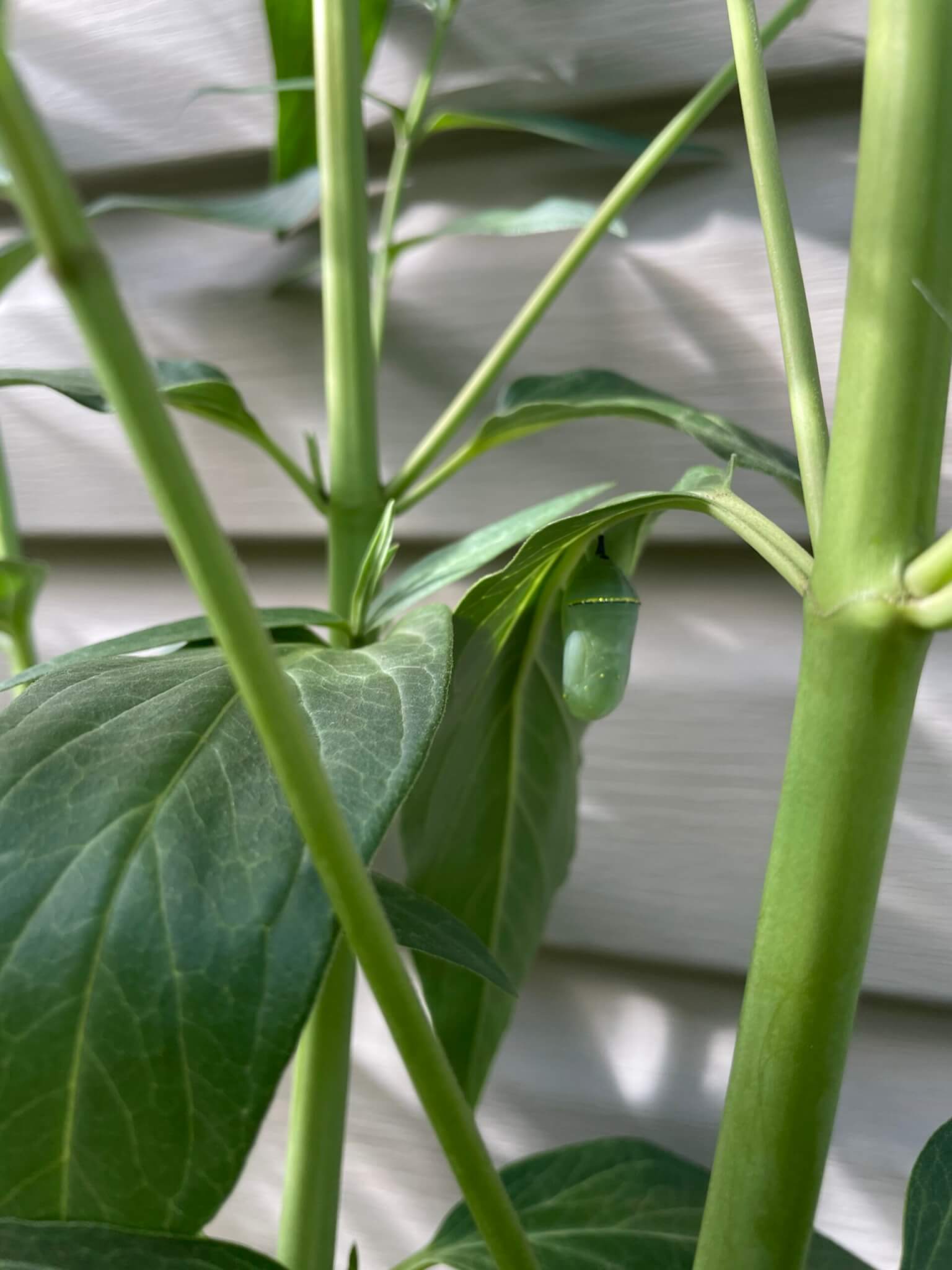 A method to “skip” winter-sowing? : Swamp Milkweed Grow-Along, Chapter ...