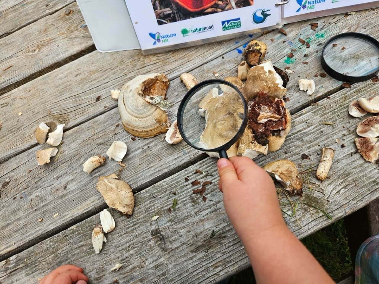 NatureKids – September 2024 - Nature NB