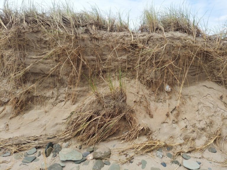 Marram Grass, the Weaver of Dunes - Nature NB