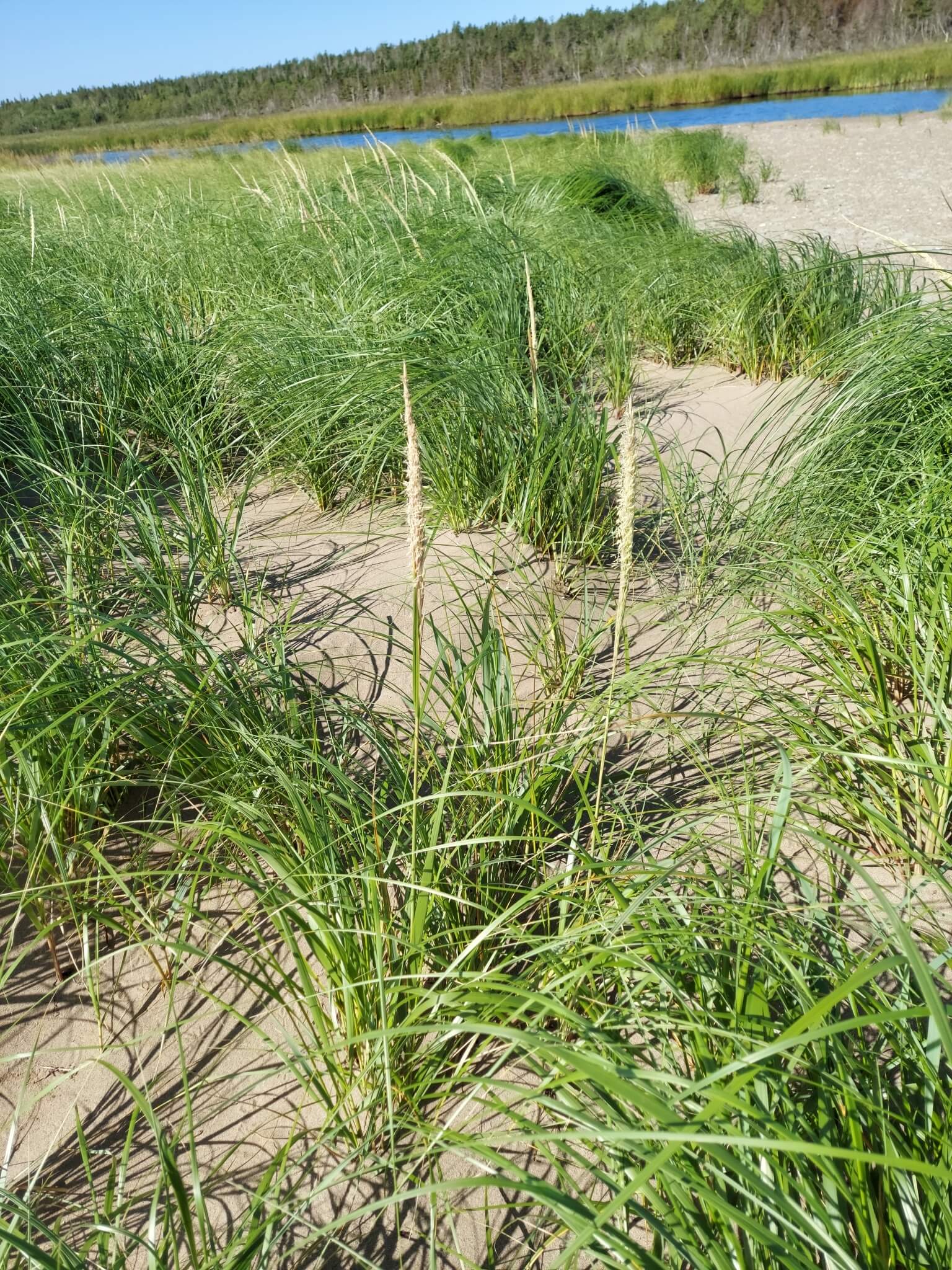 Marram Grass, the Weaver of Dunes - Nature NB