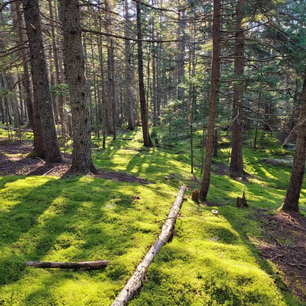 Nature and Climate: The Twin Crises - Nature NB