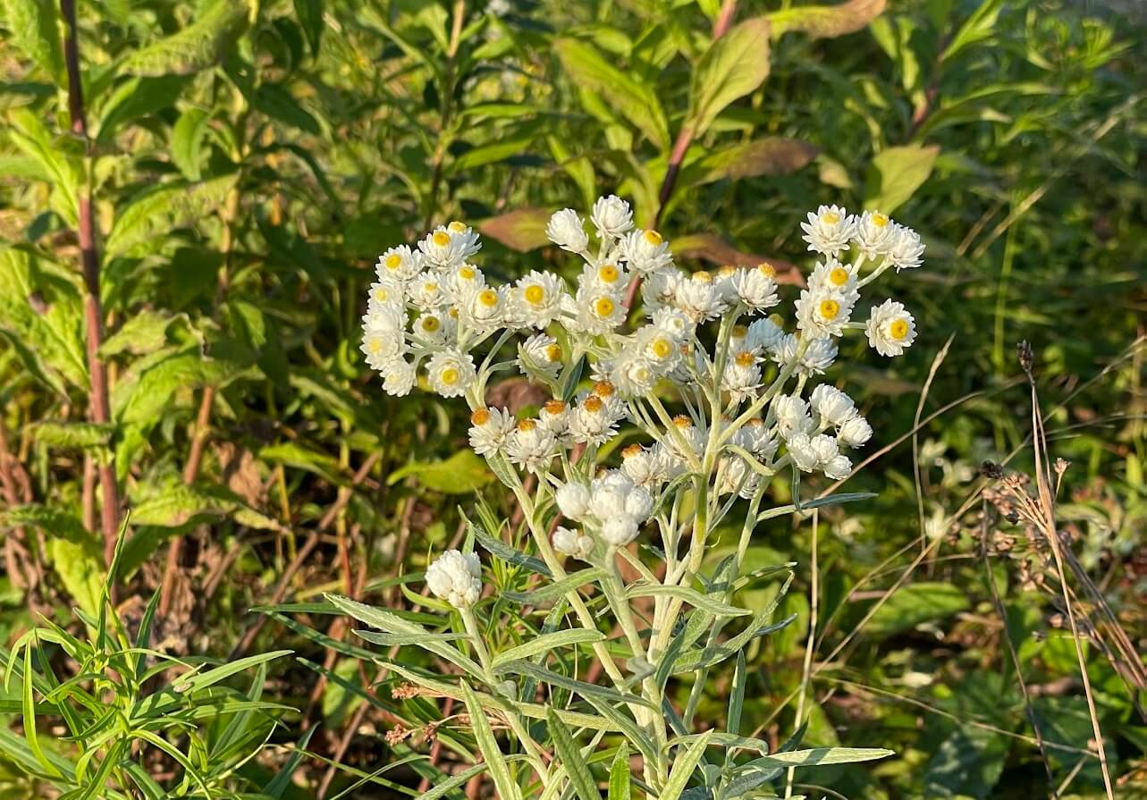 Why grow Pearly Everlasting? - Nature NB
