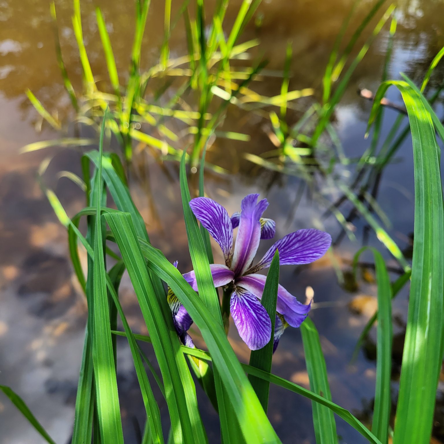 L’iris versicolore, fleur bénéfique - Nature NB
