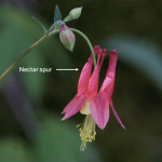 Species Spotlight: Red Columbine (Aquilegia canadensis) - Nature NB