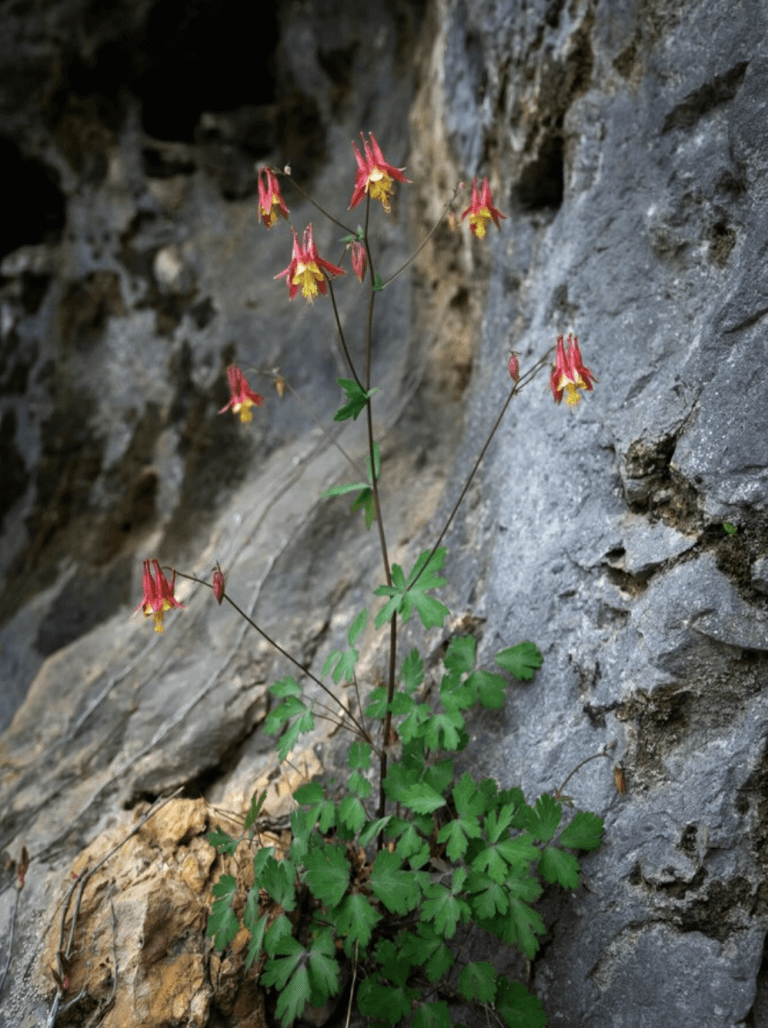 Species Spotlight: Red Columbine (Aquilegia canadensis) - Nature NB